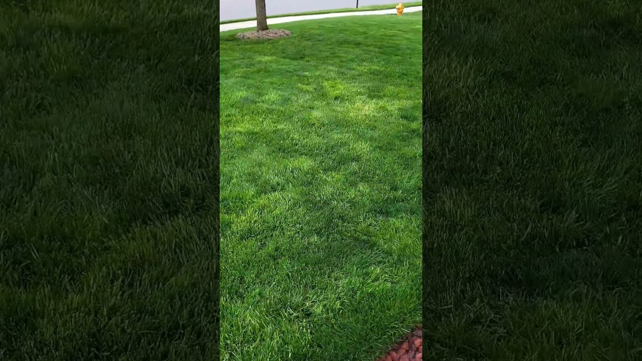 This Is Why I HATE Tenacity Herbicide 😡 Sublime Herbicide #diylawncare