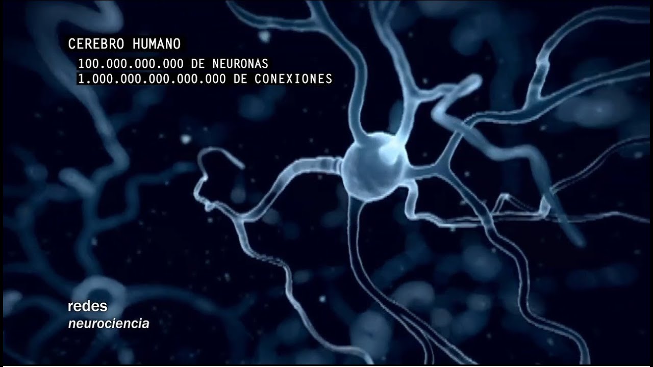 Redes 160: Cómo se conectan las neuronas - neurociencia