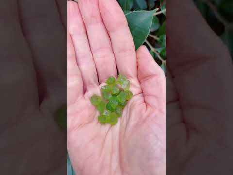 How can you tell if a Peridot Stone is real! #shorts