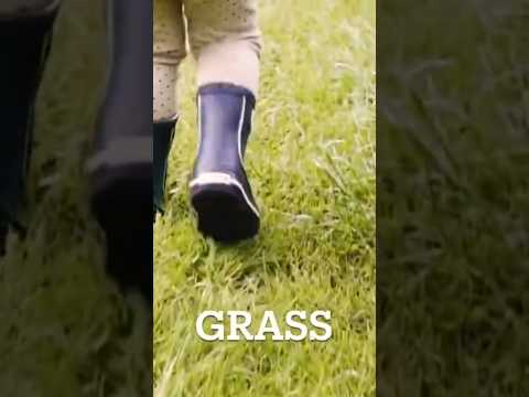 Master English Vocabulary | Grass Pronunciation & Description