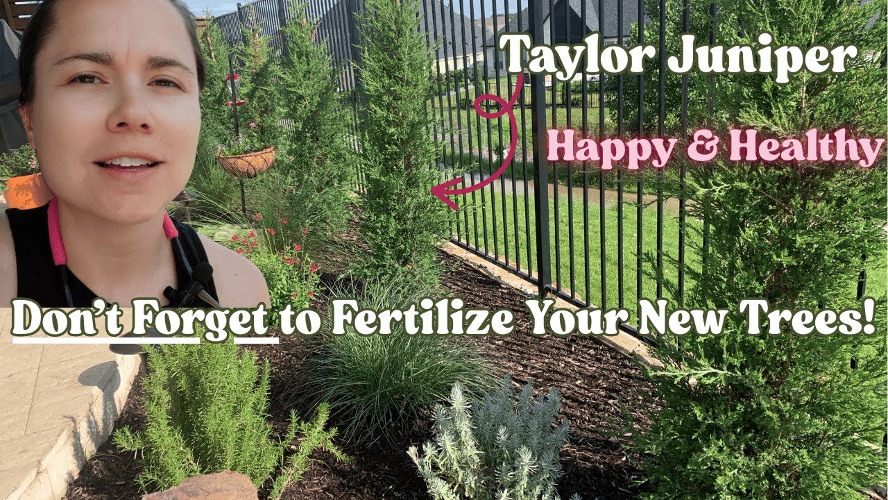 Fertilizing Our New Taylor Juniper Trees