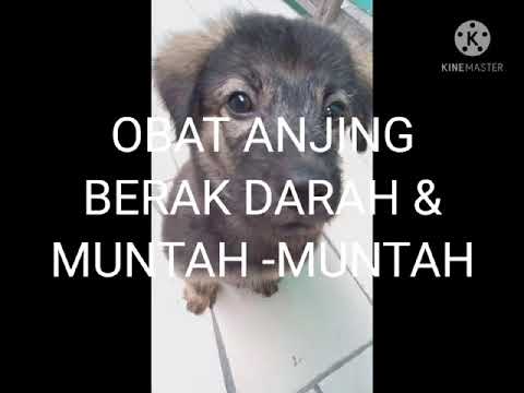 Obat ANJING BERAK DARAH Paling AMPUH " Gambir & Gula merah" #obat #baru #doglife #lovedog