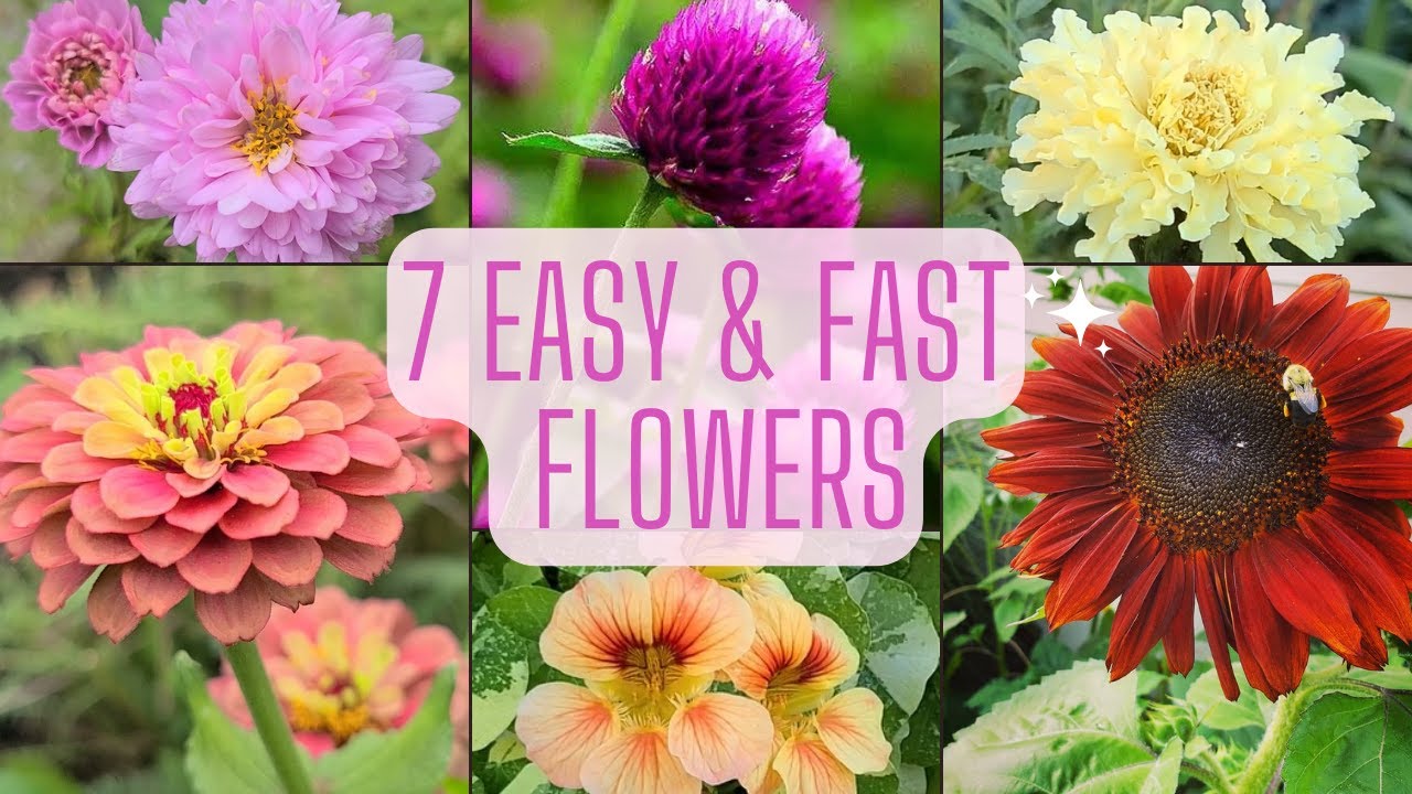 Which flowers grow quickly from seed? – Life Set Go Which flowers grow quickly from seed? – Life Set Go