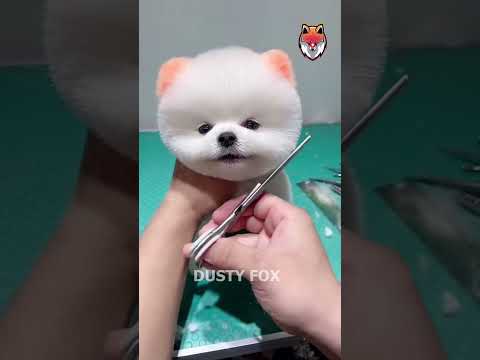 ഏത് നേരത്താണാവോ 🤣🤣❌️ FUNNY ANIMALS MALAYALAM DUB | DUSTY FOX | #SHORTS