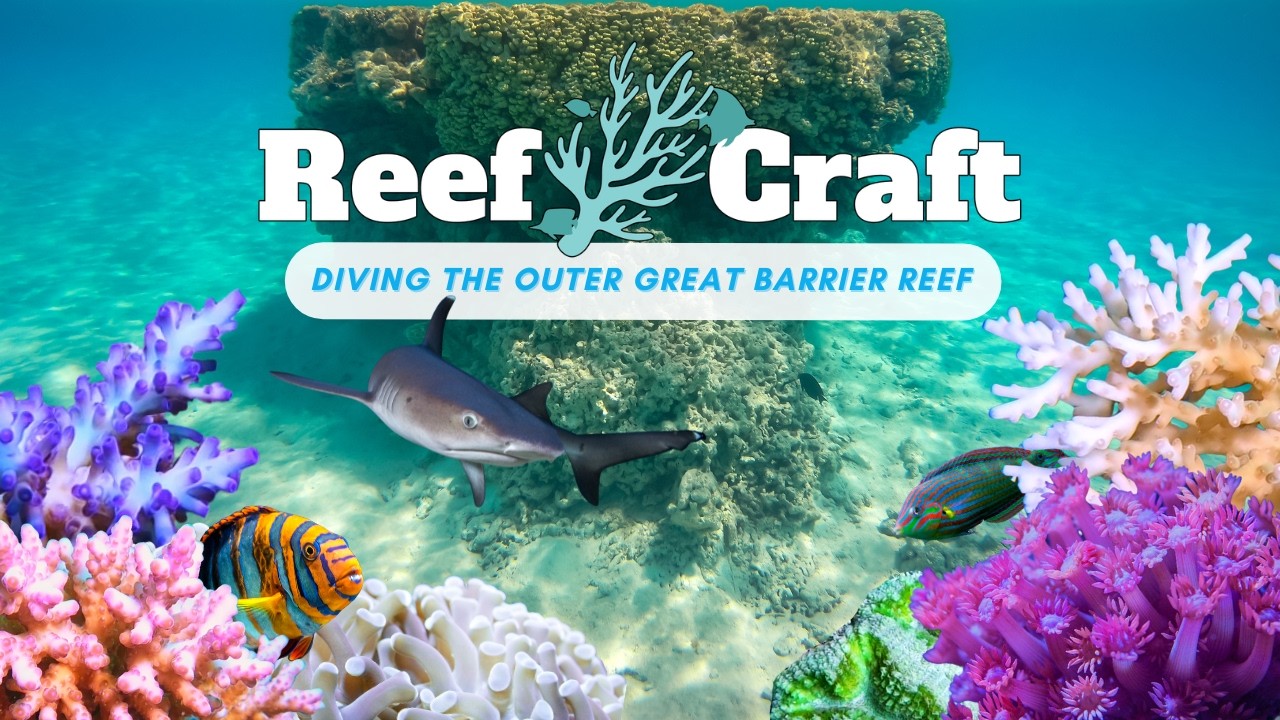 Wild Reefs of the Outer Great Barrier Reef | Life You Rarely See