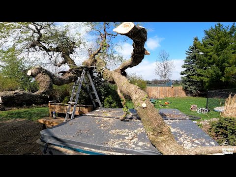 Tree on a hot tub