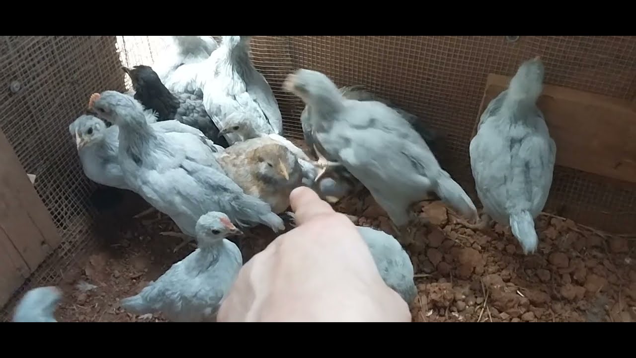 Babies Coop Up @JacquelineJaroffaith #bantam #lavender #chicks