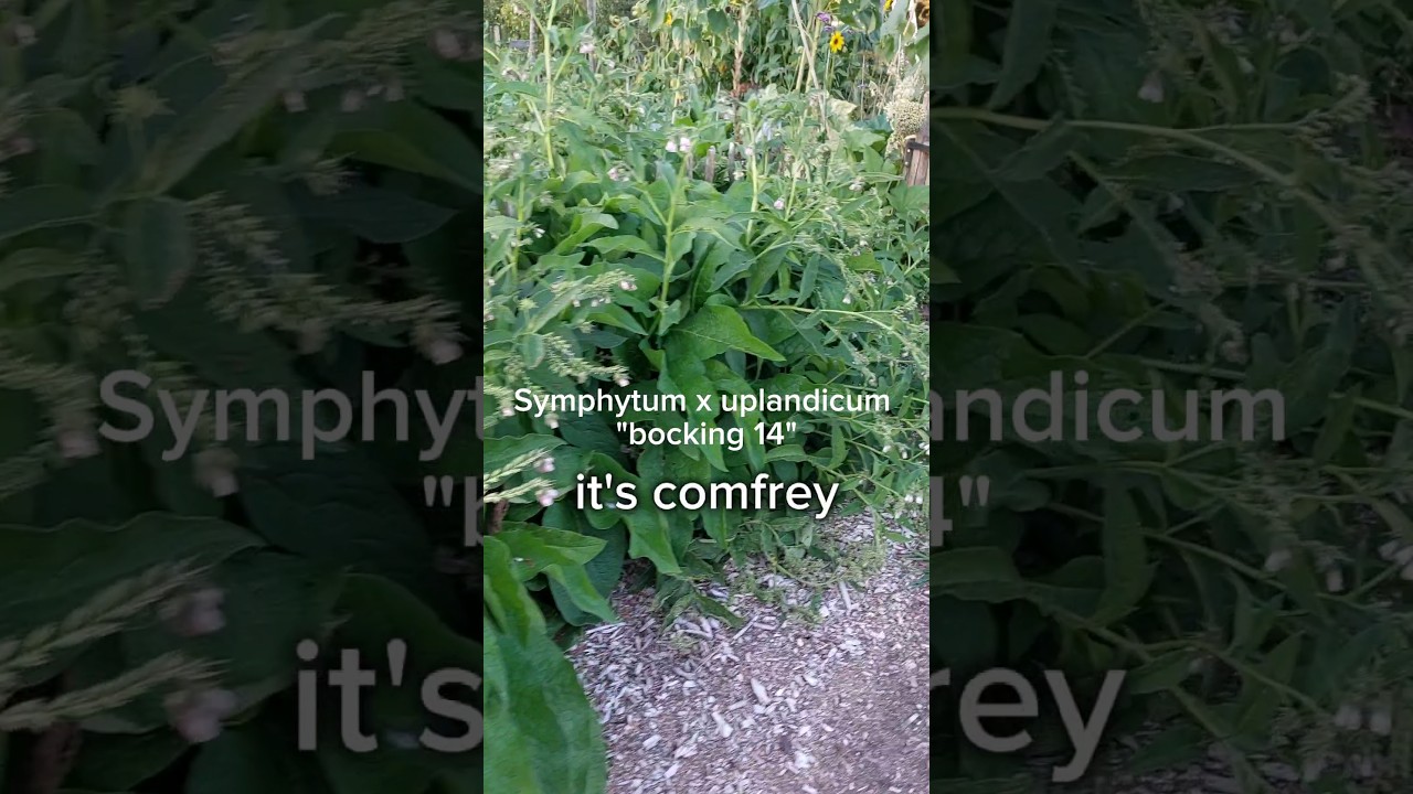 Comfrey symphytum x uplandicum 