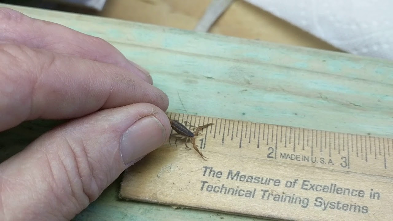 Florida Brown Scorpion
