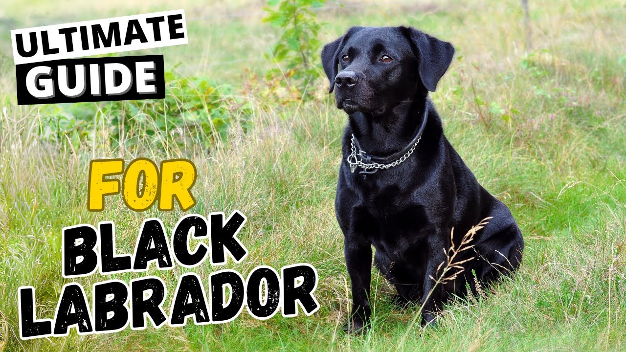 Black Labrador: Everything You Need To Know (Ultimate Guide)