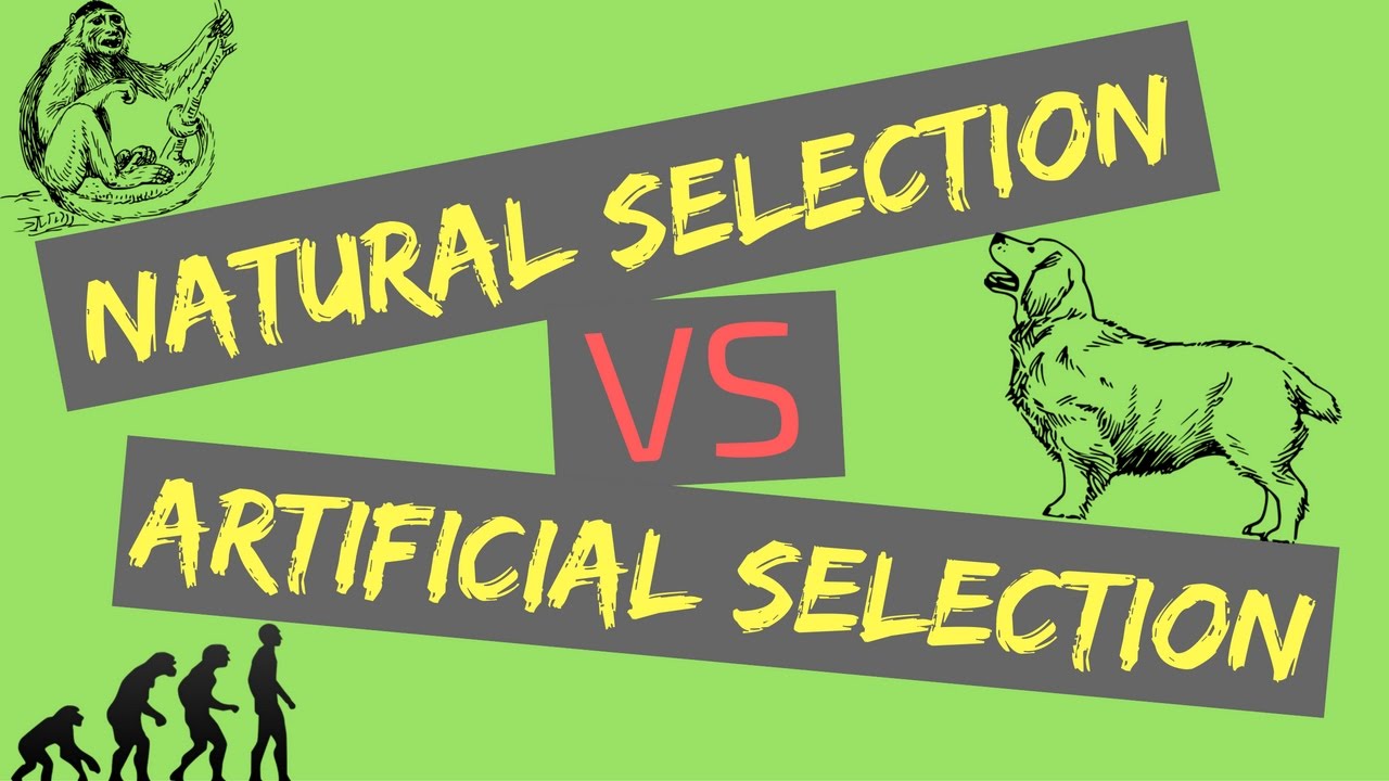 Natural Selection vs Artificial Selection | Mechanisms of Evolution