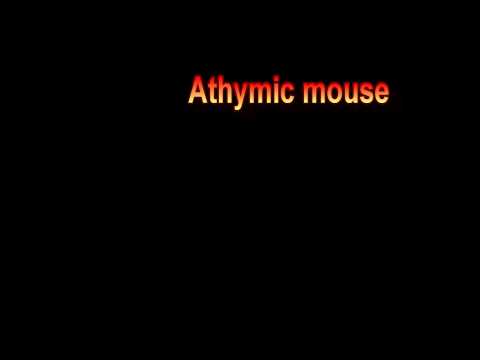 What Is The Definition Of Athymic mouse Medical Dictionary Free Online