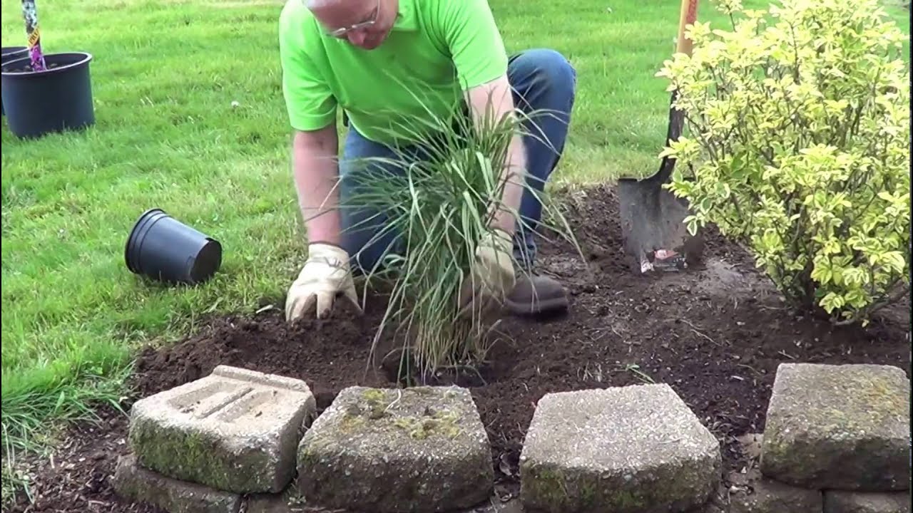 How to Plant an Ornamental Grass