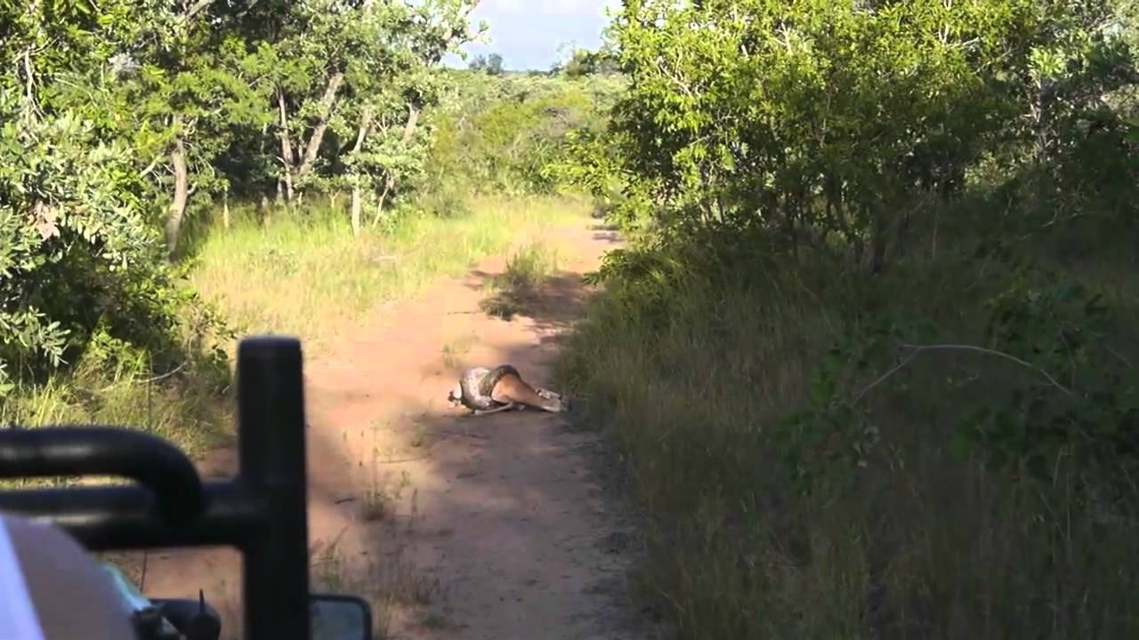 Python Catches Impala - Kruger National Park