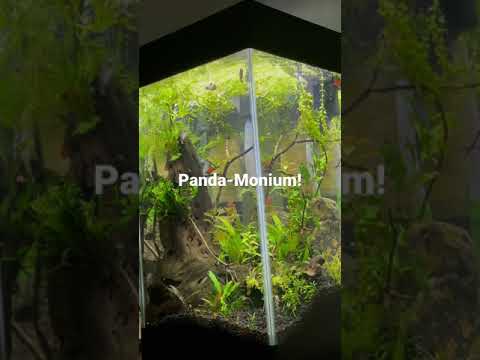 The Panda Cory Appreciation Society🐼 - Page 4 - General Chat - C.A.R.E.