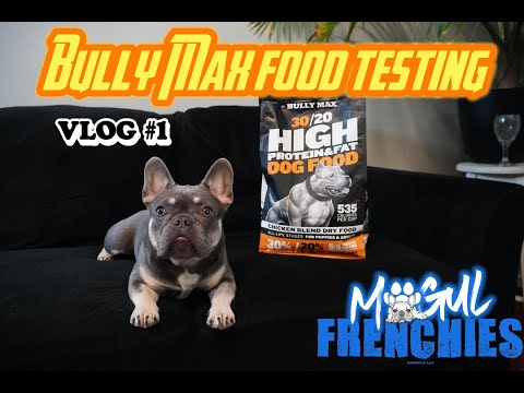 Testing out Bully Max dry kibble on my french bulldog #frenchie #bullymax #feeding #frenchbulldog