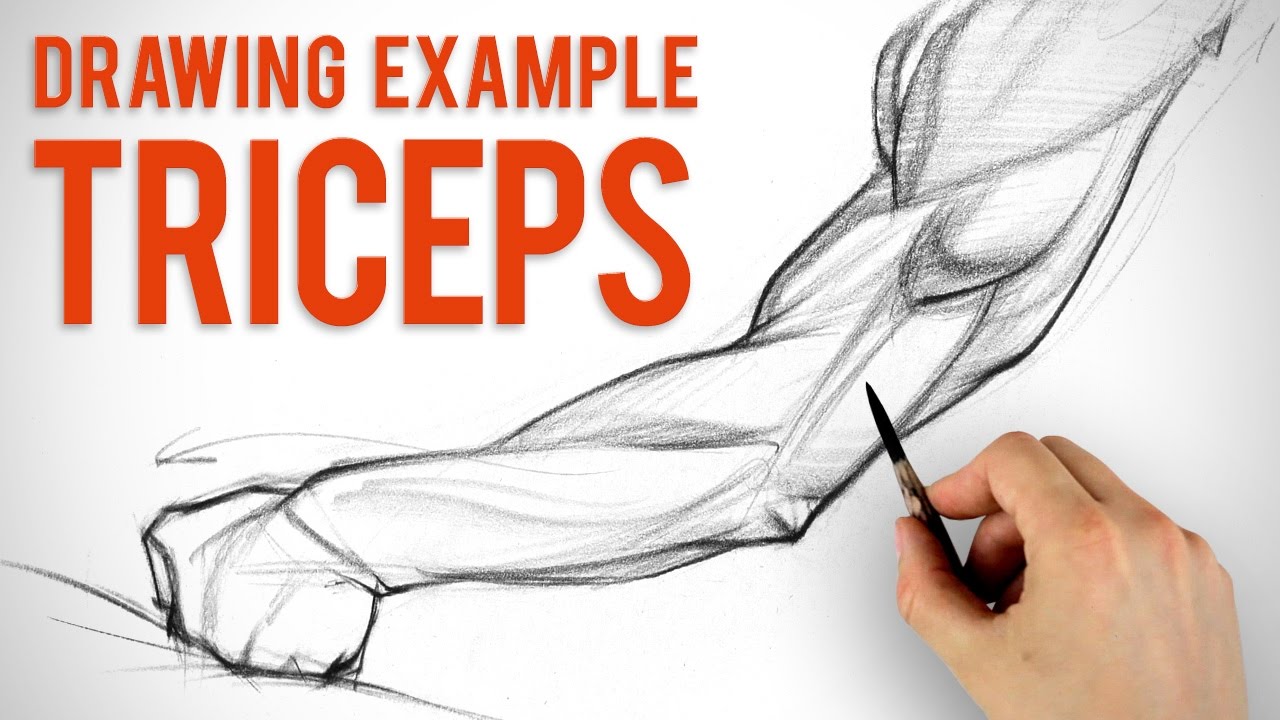 How to Draw Arms - Triceps Assignment Example