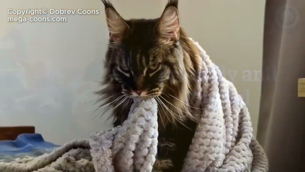 Giant Maine Coon Kittens Ready to Go Home