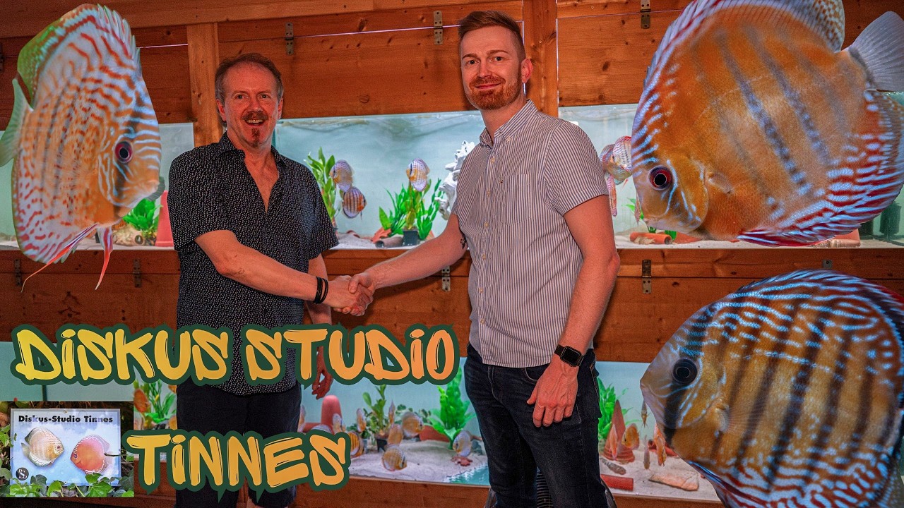 Die schönsten Wildfang Diskusfische Deutschlands? Zu Besuch bei Diskusstudio Tinnes
