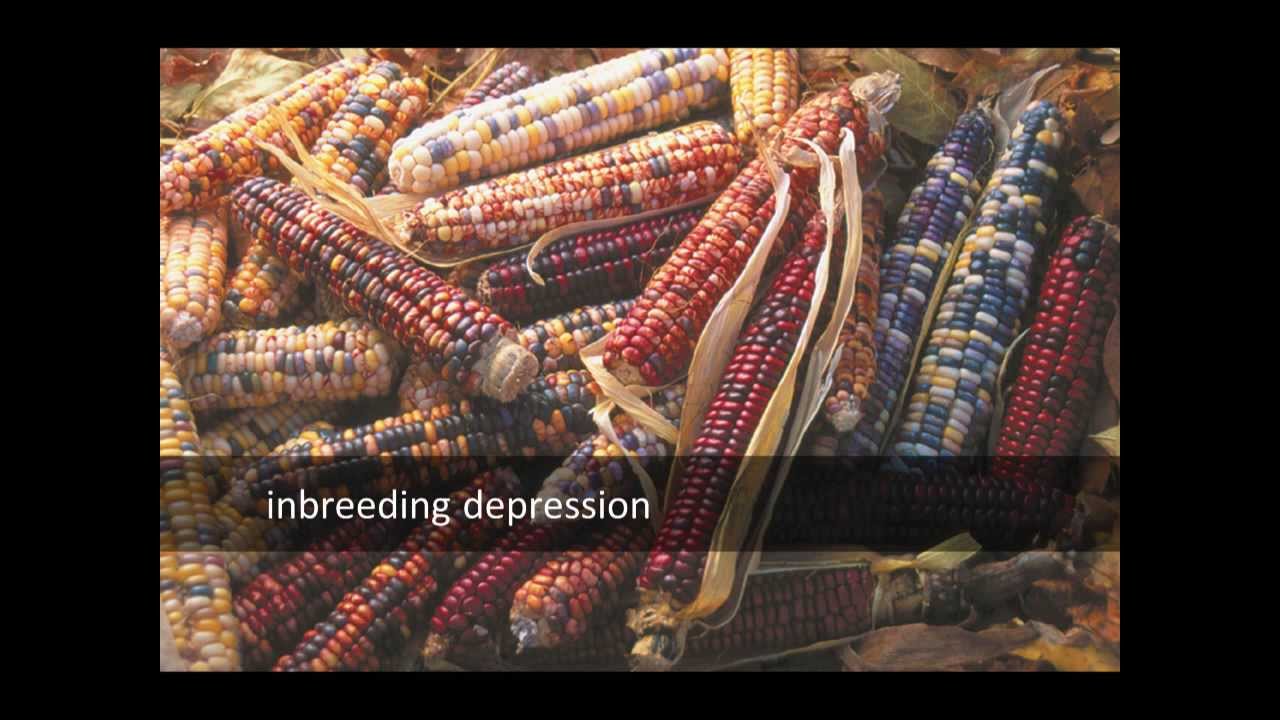 Webinar: Population Size