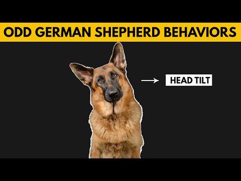 5 Odd German Shepherd Behaviors Explained