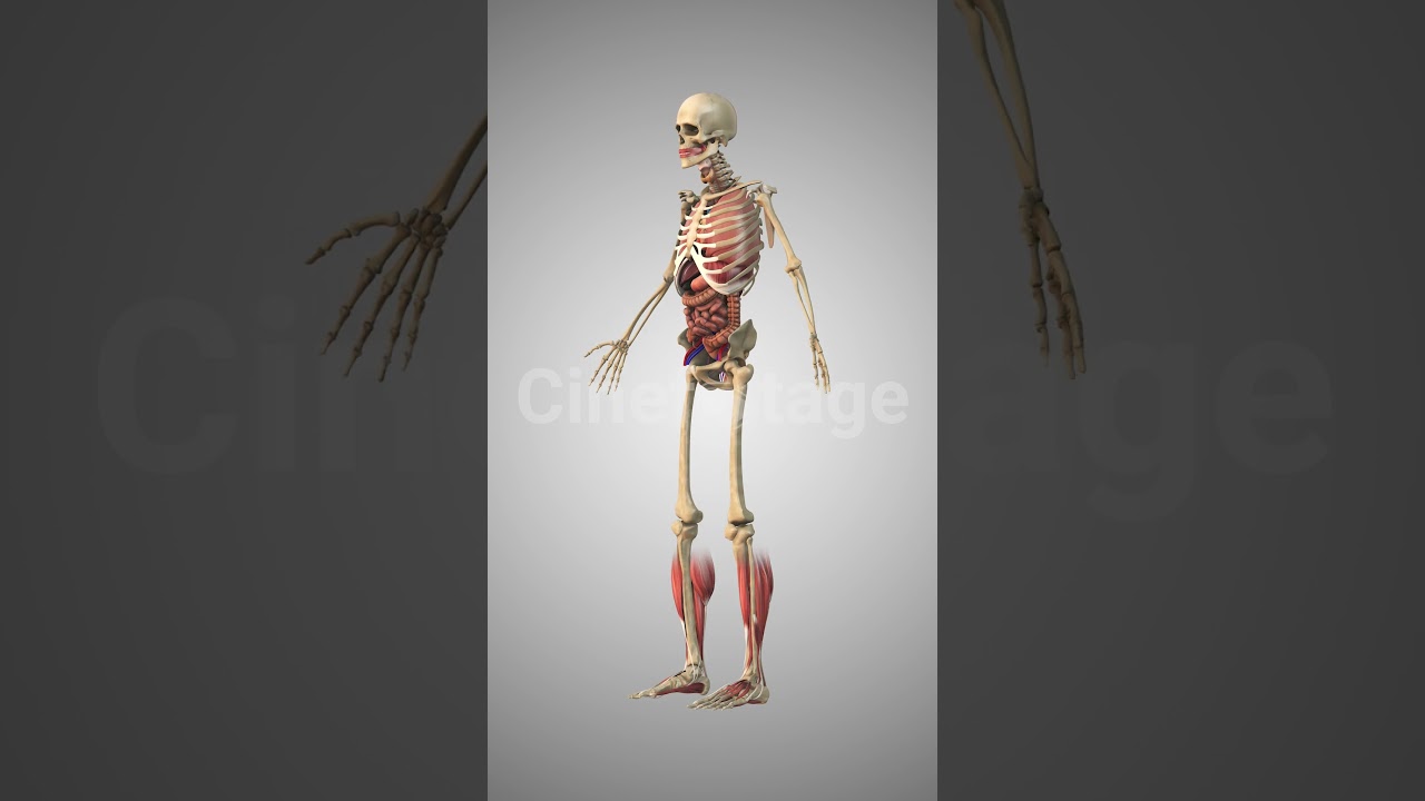 Male Anatomy with skeletal muscle and organs stock footage | stock video | Cinefootage
