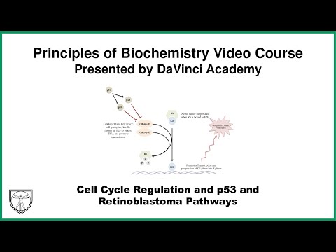 Cell Cycle Regulation and p53 and Retinoblastoma Pathways [Molecular Biology 8 of 11]