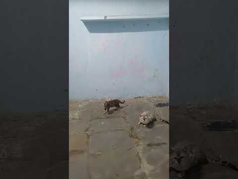 my cats
