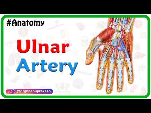 Ulnar artery Anatomy Animation : Course, Branches, Clinical aspects - Usmle review