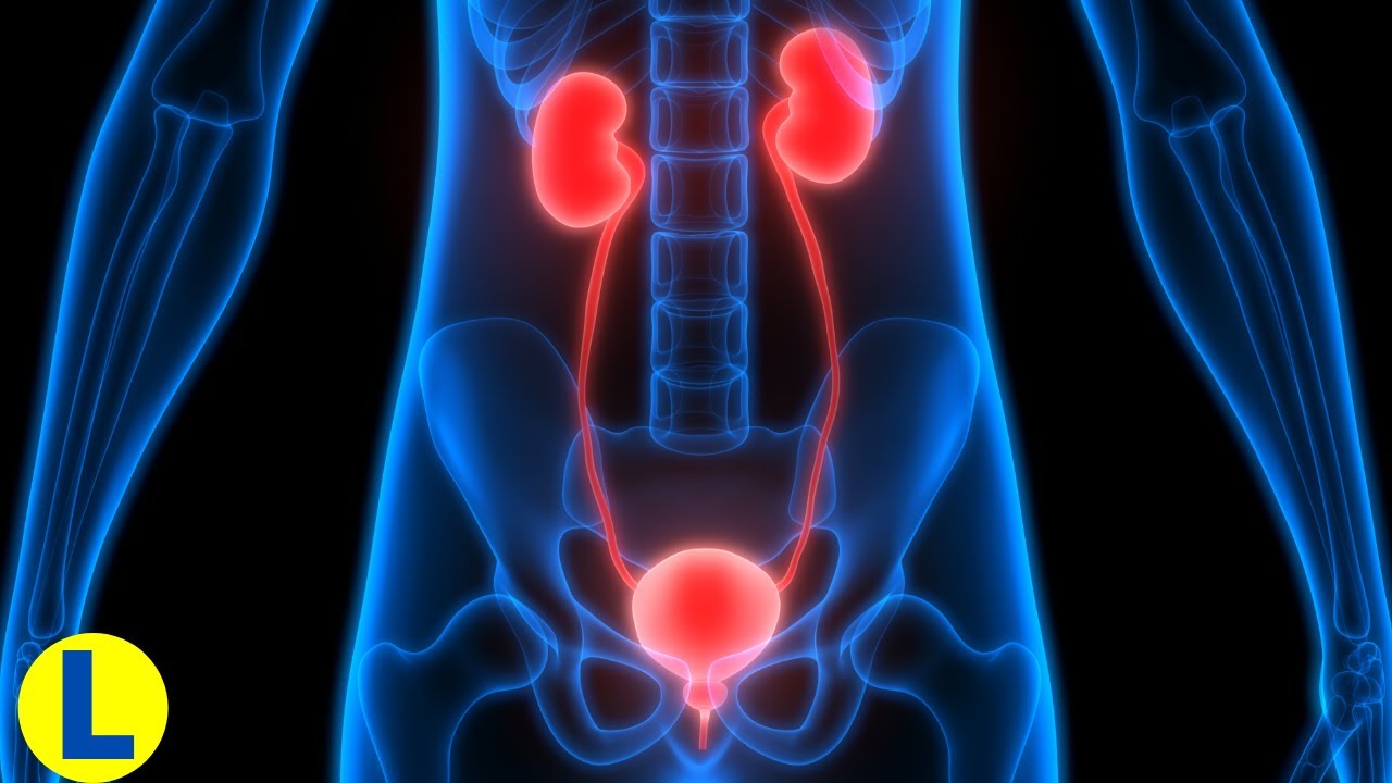 The EXCRETORY SYSTEM explained: What are its parts and what functions does it have?✅