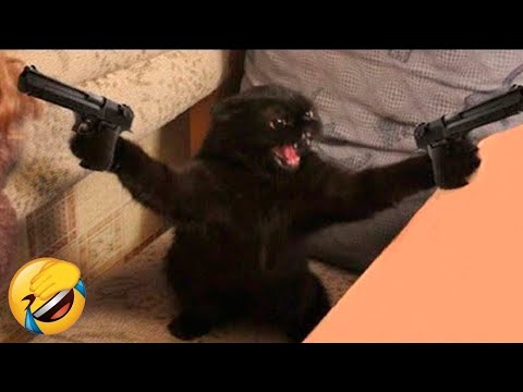 Funniest Animals π New Funny Cats and Dogs Videos πΉπΆ - Ep.18