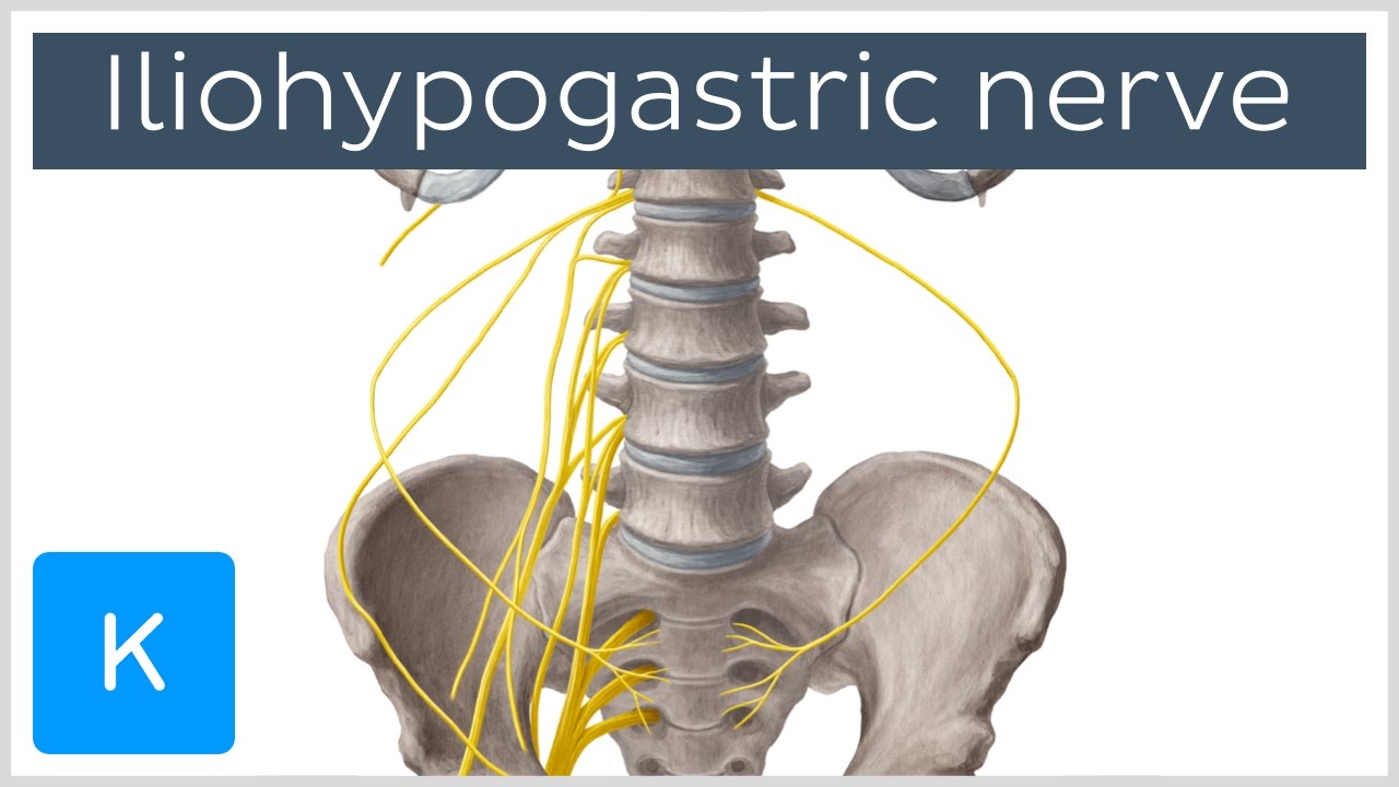Iliohypogastric Nerve - Course & Innervation - Human Anatomy | Kenhub