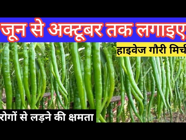 Chilli Seeds - Hybrid Chilli Seed Kalash Magadheera Chilli Wholesaler ...