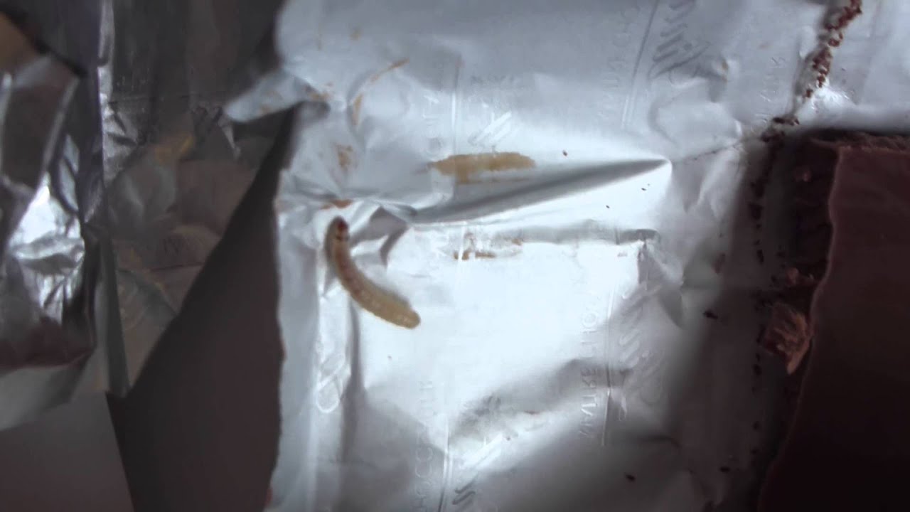 Worms in Lindt Chocolate