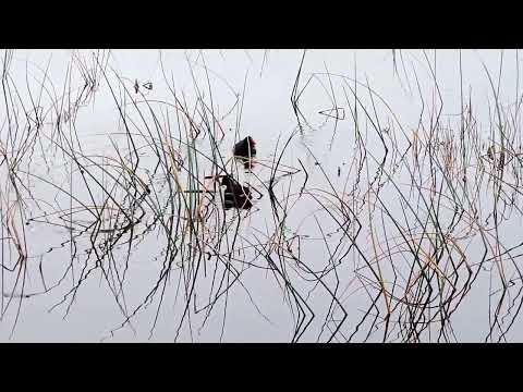 Coots & Moorhens