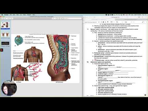 Anatomical Terms5: Serous membranes
