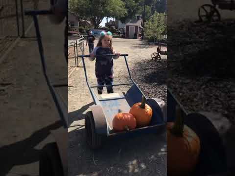 Cutie bringing her pumpkins home from the pumpkin patch 🎃🍁🍂