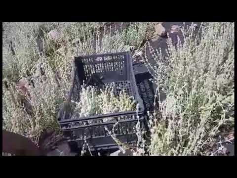 Harvesting Sideritis Syriaca 2020