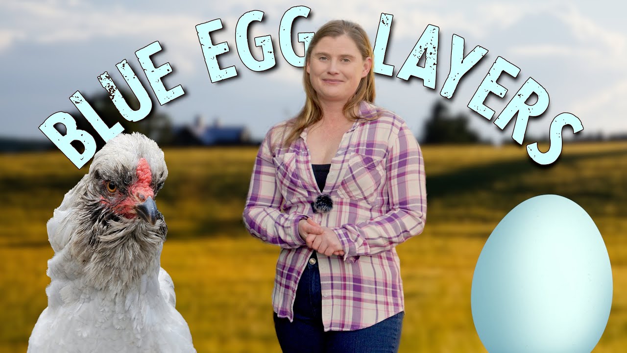 Blue Eggs, Green Eggs, and Which Hens Lay Them!