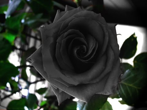 black roses - black roses meaning