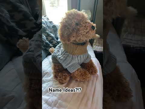 NAME IDEAS?!? ITS A BOY 💗😝#essa #stuffedanimals #emotionalsupportstuffedanimal #cute #nameideas
