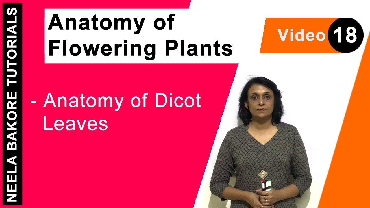 Anatomy of Flowering Plants | NEET | Anatomy of Dicot Leaves | Neela Bakore Tutorials