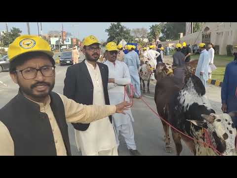 Lohani Cow and Bull Characteristics| National Horse and Cattle Show 2022 | Fortress Stadium, Lahore