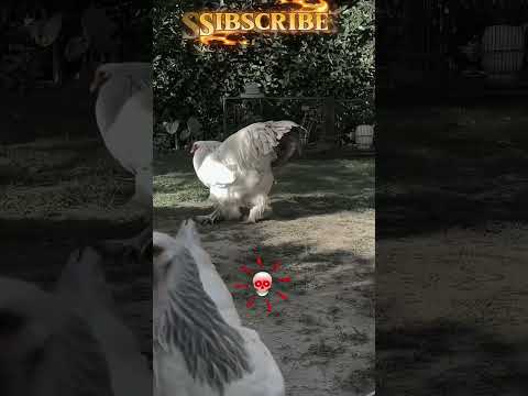 Which is The Biggest chicken in The Word ? Google Searching Video #shorts #biggestchicken
