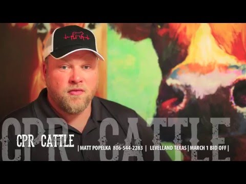 CPR CATTLE