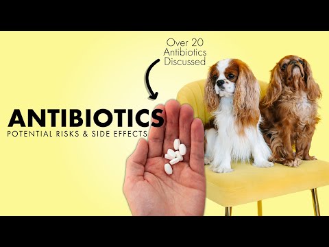Antibiotics⚠️Over-Prescribing vs. Your Pet's Health💊