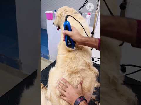 Golden retriever grooming✂️✂️