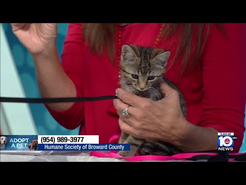 Humane Society of Broward share special Stanley Cup deals for adoption animals