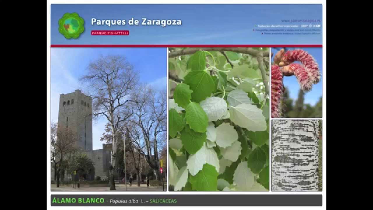 Parque Pignatelli - Especies ornamentales