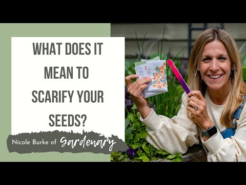 What Does It Mean to Scarify Your Seeds?
